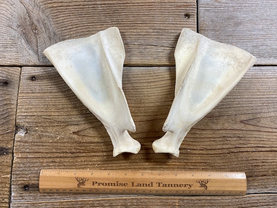 Goat Bones Pair of Scapula Bones Real Bones Lot No. - Etsy