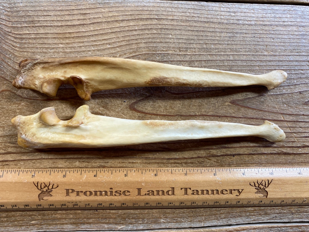 Pair of Mammal Ulna Bones - Real Bones - Lot No. 230604-EEE - Etsy