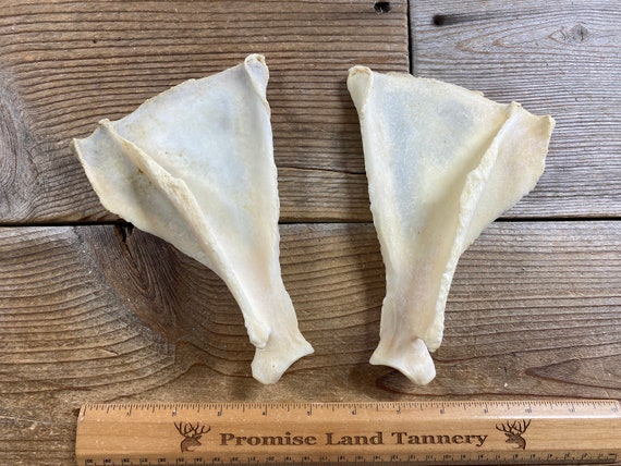 Goat Bones Pair of Scapula Bones Real Bones Lot No. - Etsy