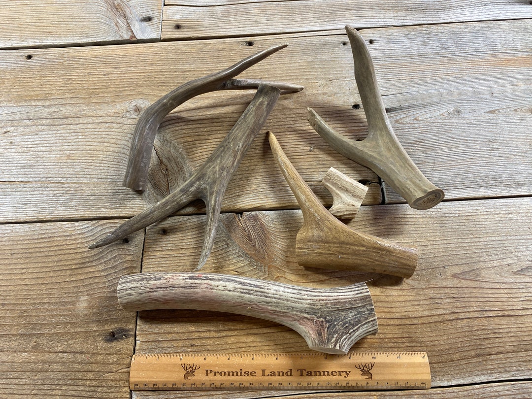 Assorted Craft Antler Pieces - Three Pounds of Pieces - Lot No. 220414 ...