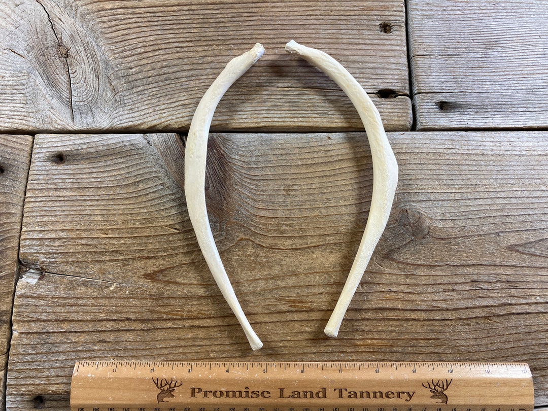 Pig Rib Bones - Pair of Bones - Real Bone - Lot No. 210619-M - Etsy