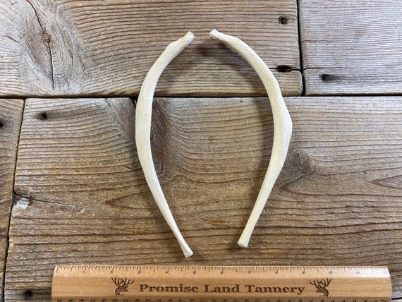 Pig Rib Bones Pair of Bones Real Bone Lot No. 210619-M - Etsy