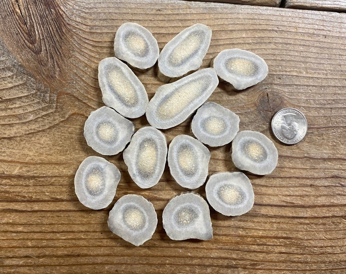 Drilled Deer Antler Slice Pendants - Charms - Natural, Unfinished - 25 ...
