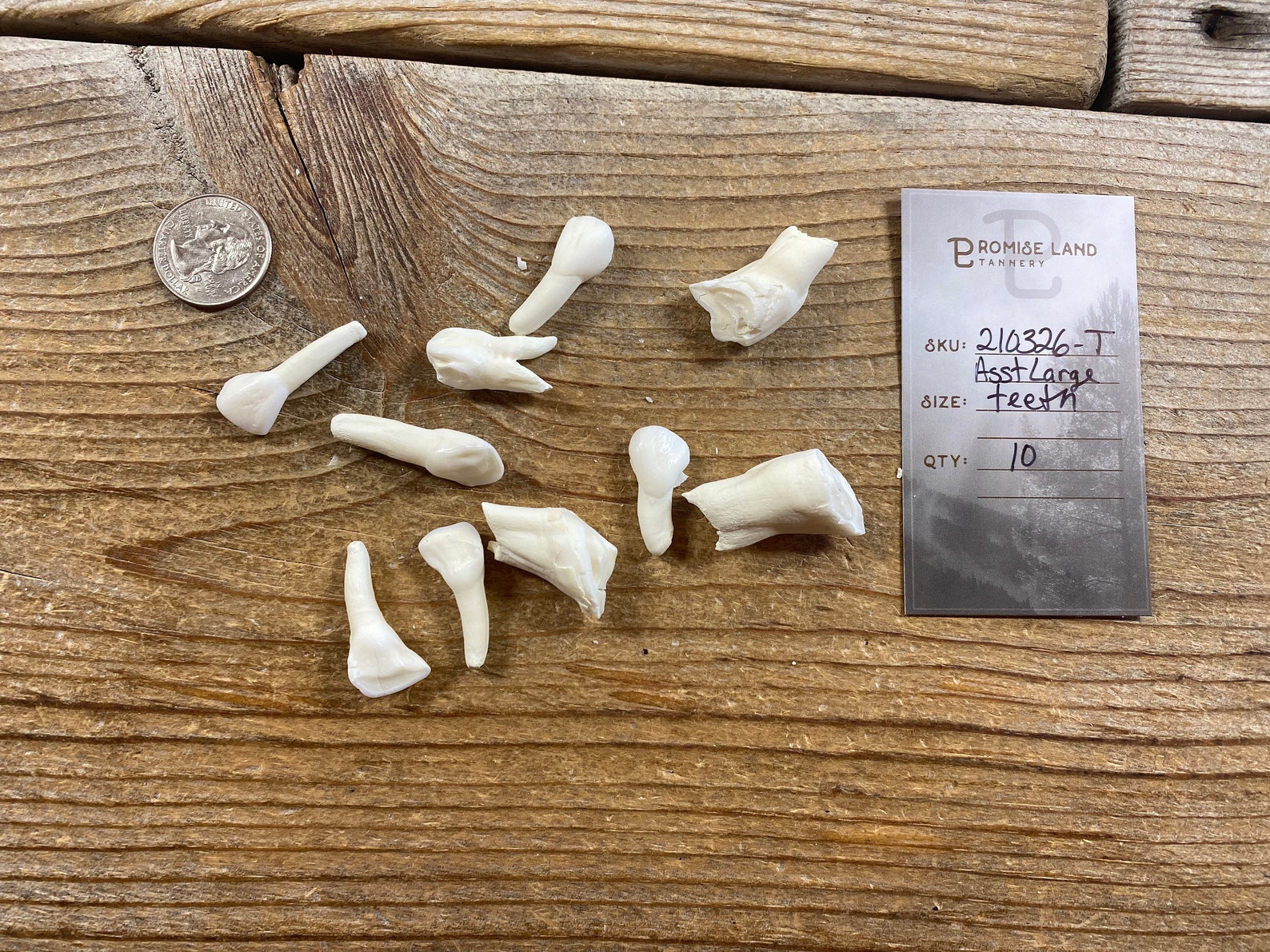 Large Animal Teeth Real Animal Teeth 10 Pieces Lot No. - Etsy