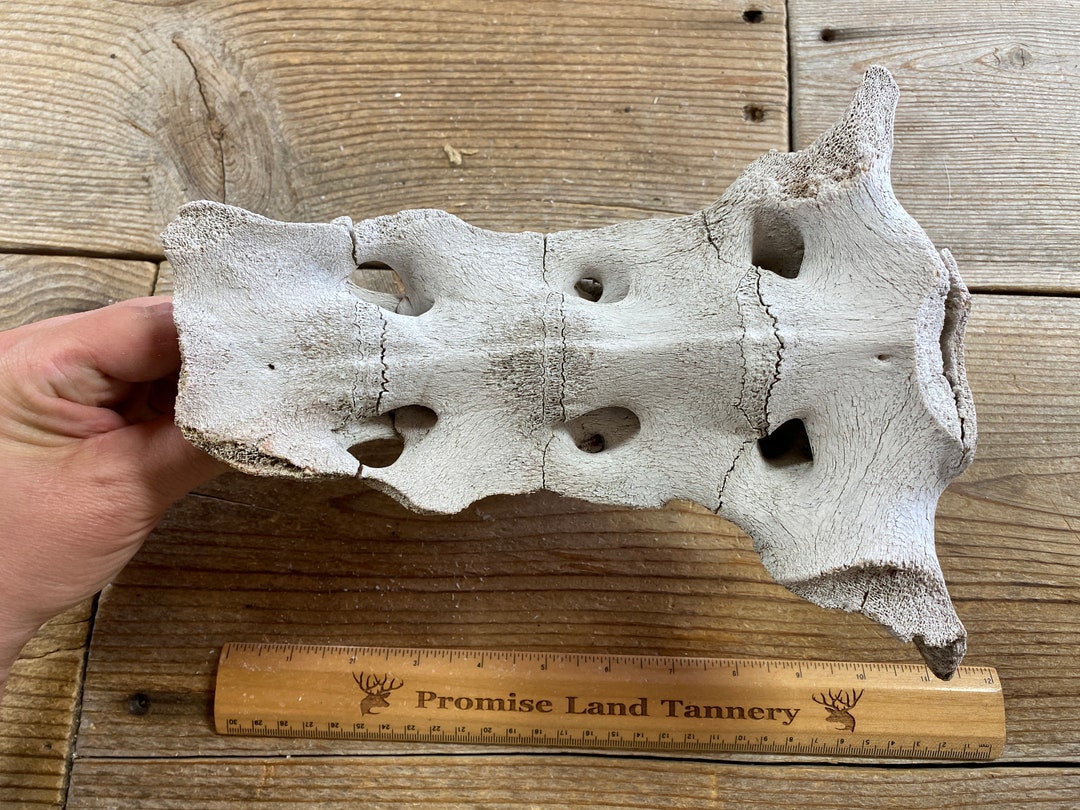 Nature Cleaned Cow Sacrum Real Bones Lot No. 220415-BB - Etsy Canada