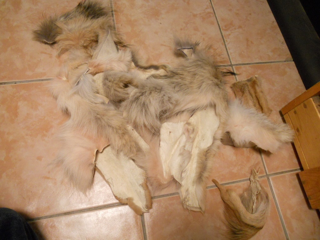 Salvaged Fur Scraps - CHOICE of Species - Red Fox Coyote Raccoon Etc - Etsy
