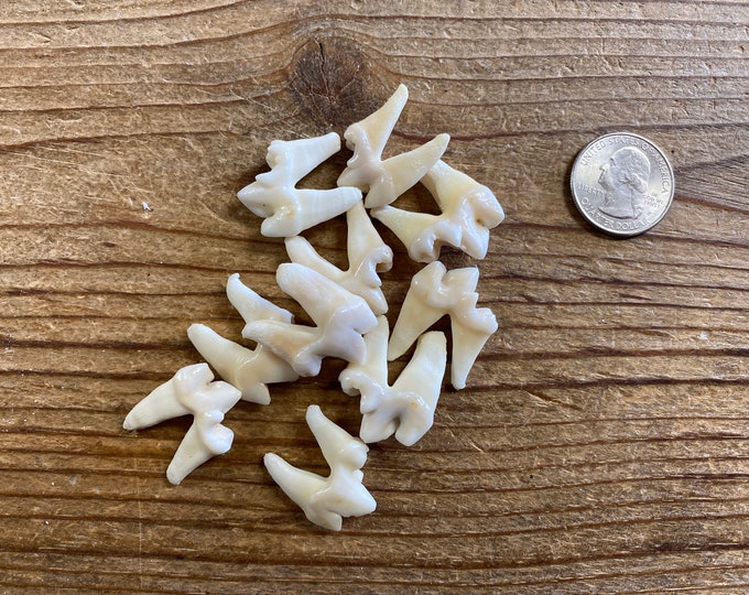 Real Coyote Teeth Lower First Molar Bag of 10 Stock No. 1-213 - Etsy