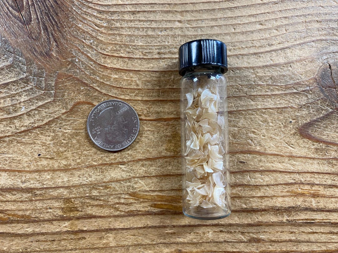 Vial of Mink Claw Caps - Lot No. 240425-CC - Etsy