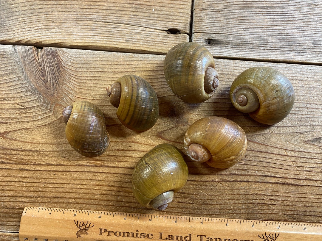 Apple Snail Shells- Lot of Two Large Shells - Stock No. 1-126 - Etsy