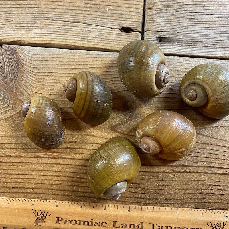 Apple Snail Shell - Etsy