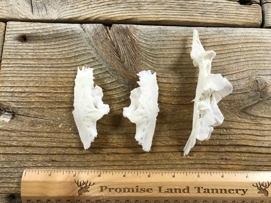 Jewelry Assortment of Bones - Carp Bones - 3 Pieces - Real Bones - Lot ...