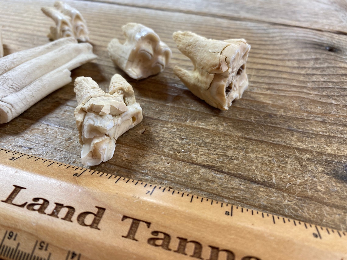 Nature Cleaned Assorted Cow and Horse Teeth Real Teeth Lot - Etsy