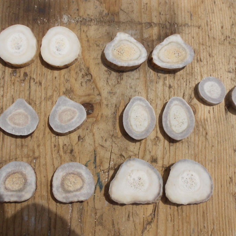 Antler and Bone Earrings - Etsy