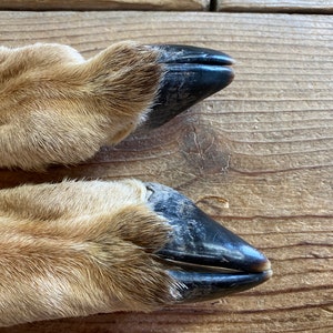 Pair of Pronghorn Antelope Hooves and Leg Skins - Craft Quality ...