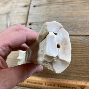 One Horse Cannon Leg Bone - Real Bone - Lot No. 211114-QQ - Etsy