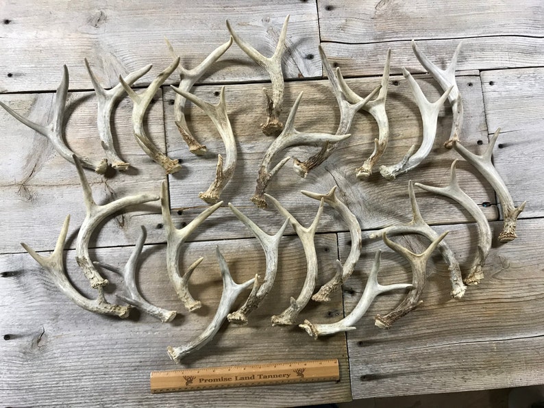 Small Deer Antler - 3 Point Shed - Whitetail Deer - 1 Antler - Stock No ...