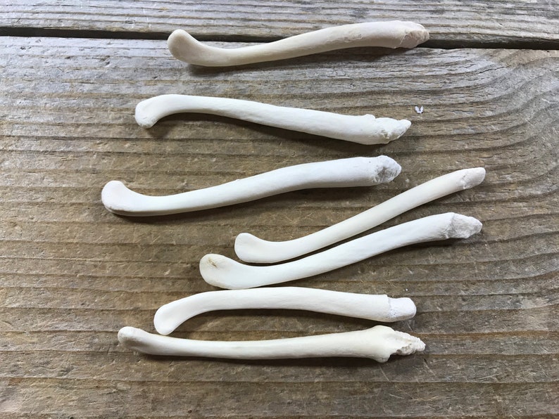 River Otter Baculum Bones Real Penis Bones Assorted Pieces - Etsy