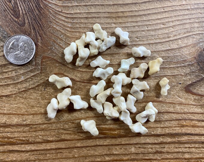 Small Coyote Toe Bones - Real Bones - Undrilled - 20 Assorted Pieces ...