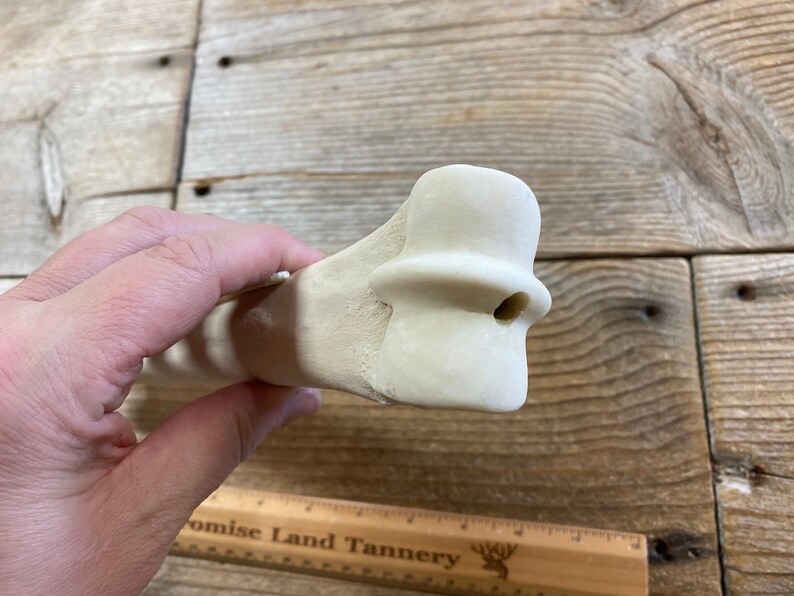 One Horse Cannon Leg Bone Real Bone Lot No. 211114-MM | Etsy