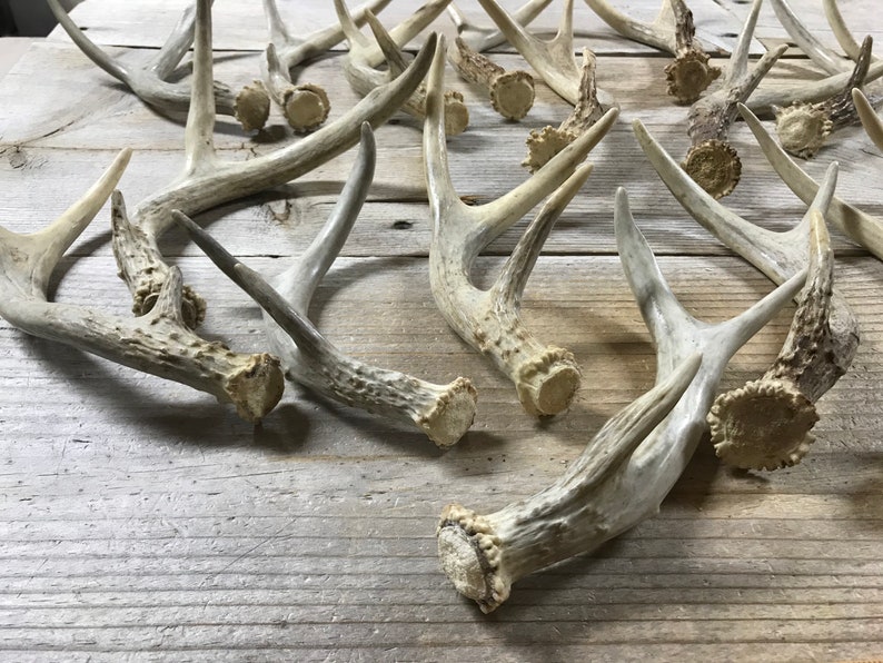 Small Deer Antler - 3 Point Shed - Whitetail Deer - 1 Antler - Stock No ...