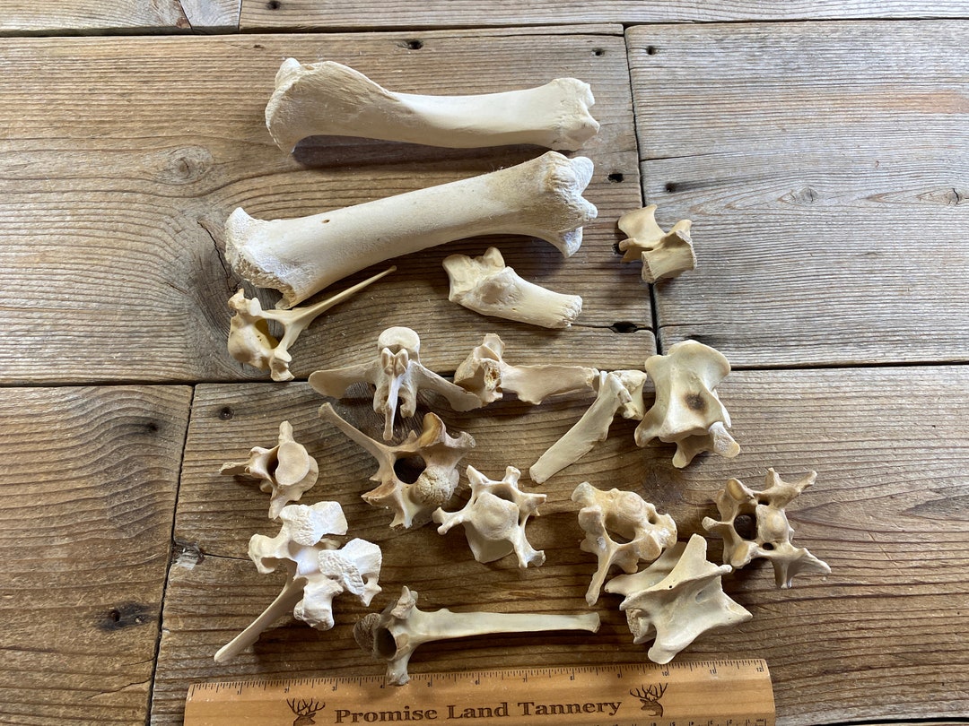 Assorted Large Bones Two Pounds Real Bones Lot No. - Etsy