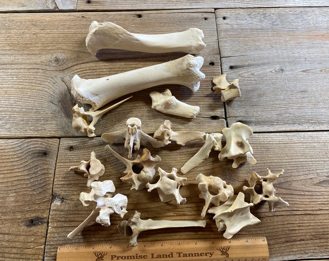 Assorted Large Bones - Two Pounds - Real Bones - Lot No. 220825-TT - Etsy