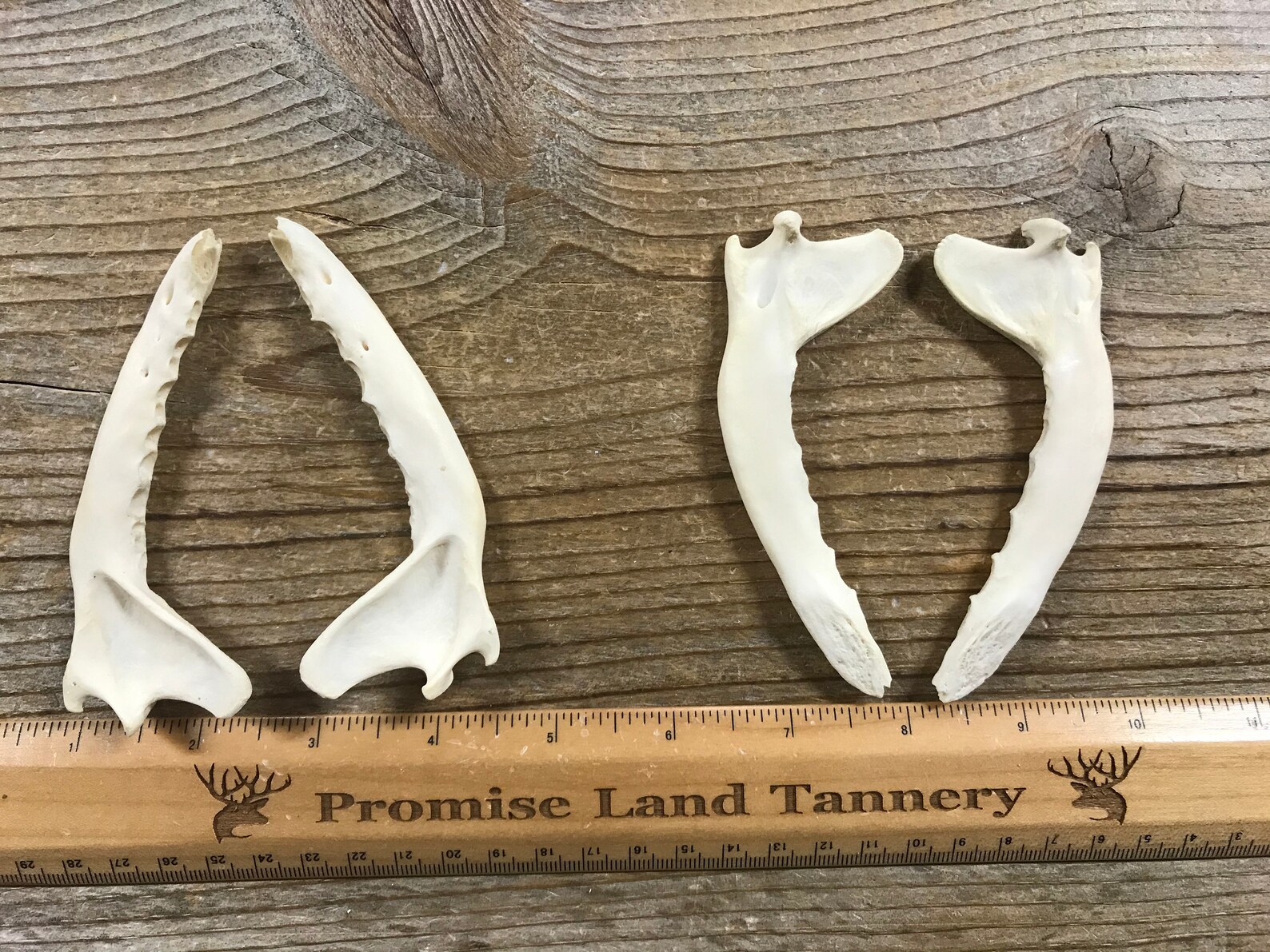 Red Fox Lower Jaw Bones Real Bones 1 Pair Stock No. 1-78 - Etsy