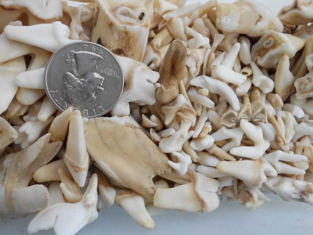 Real Animal Teeth - Assorted Species - 25 Pieces - Stock No. 1-52 - Etsy