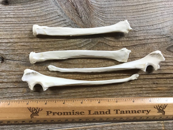 Coyote Hybrid Leg Bones Radius and Ulna 2 Pair Lot No. | Etsy