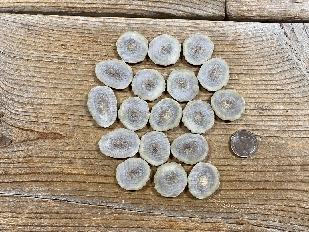 Deer Antler Slices - Matching - 18 Thin Cut Pieces - Extra Large - Lot ...
