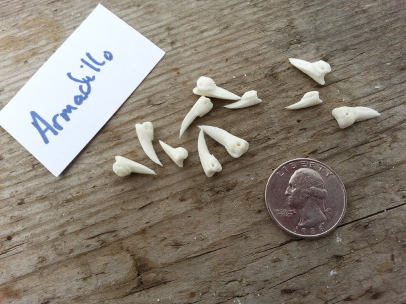 Small Armadillo Claw Bones Real Bones Undrilled 10 - Etsy