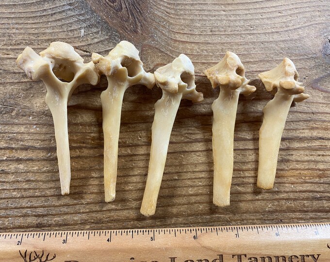 Jewelry Assortment of Goat Vertebrae Thoracic Spine Section Real Bones ...