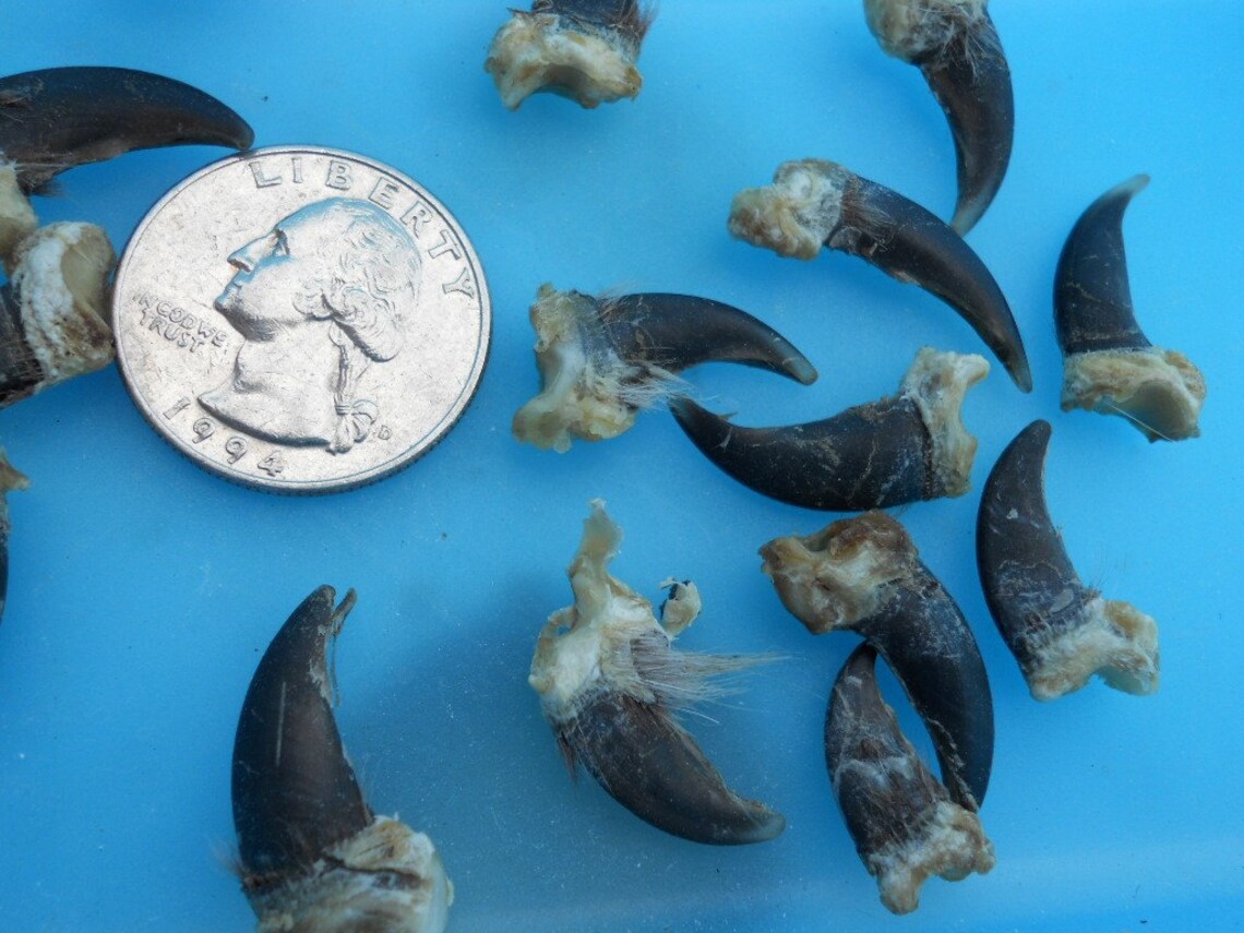 Real Coyote Claws - Natural Finish - Bag of 10 Pieces - Stock No. 1-8 ...