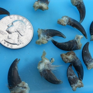 Real Coyote Claws - Natural Finish - Bag of 10 Pieces - Stock No. 1-8 ...