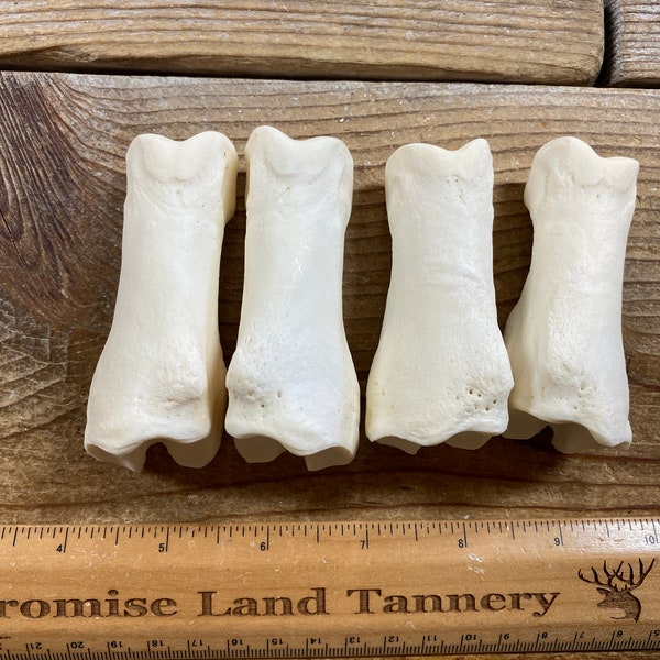 Moose Leg Bone - Etsy