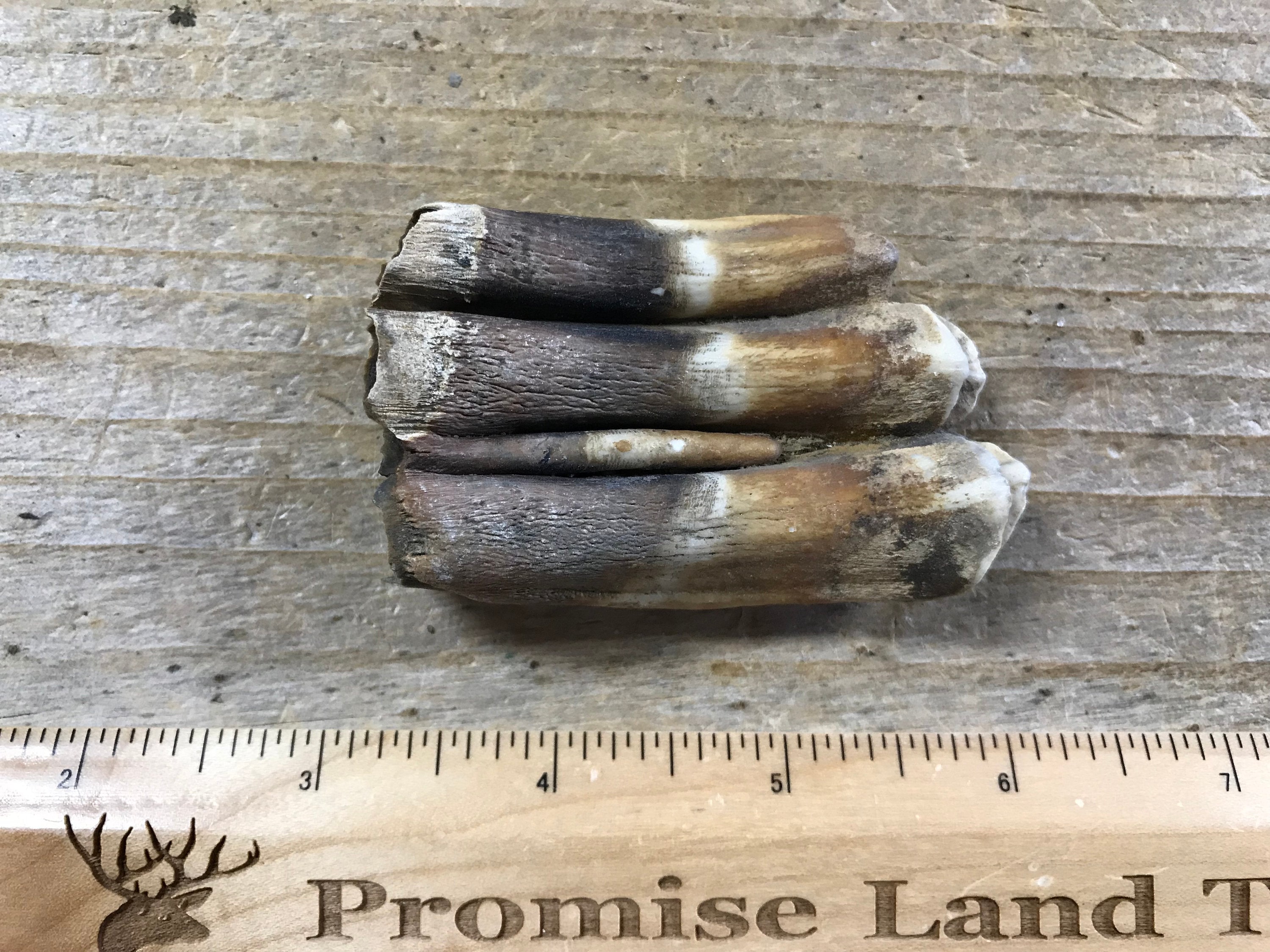 Taxidermy & Curiosities Fossil Bison Tooth For 1 Lot#OD From USA Home ...