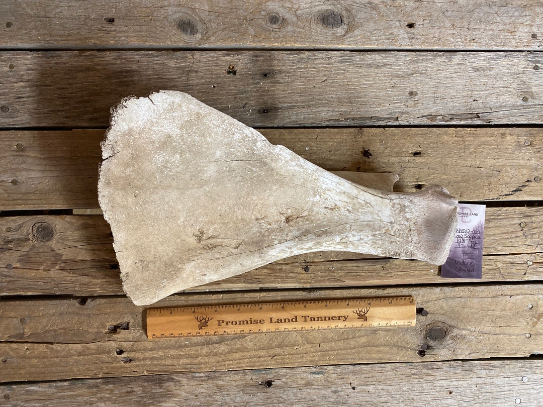 Nature Cleaned Cow Scapula Bone - Lot No. 240502-OOO - Etsy