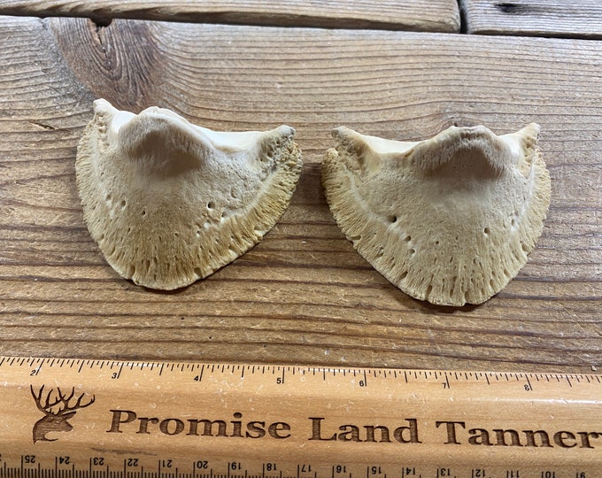 Pair of Horse Coffin Bones - Hoof Bone - Real Bone - Lot No. 220825-CC ...