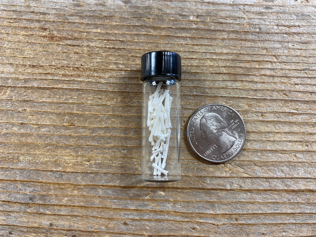 Vial Filled With Short Tailed Weasel Toe Bones - Lot No. 220129-H - Etsy
