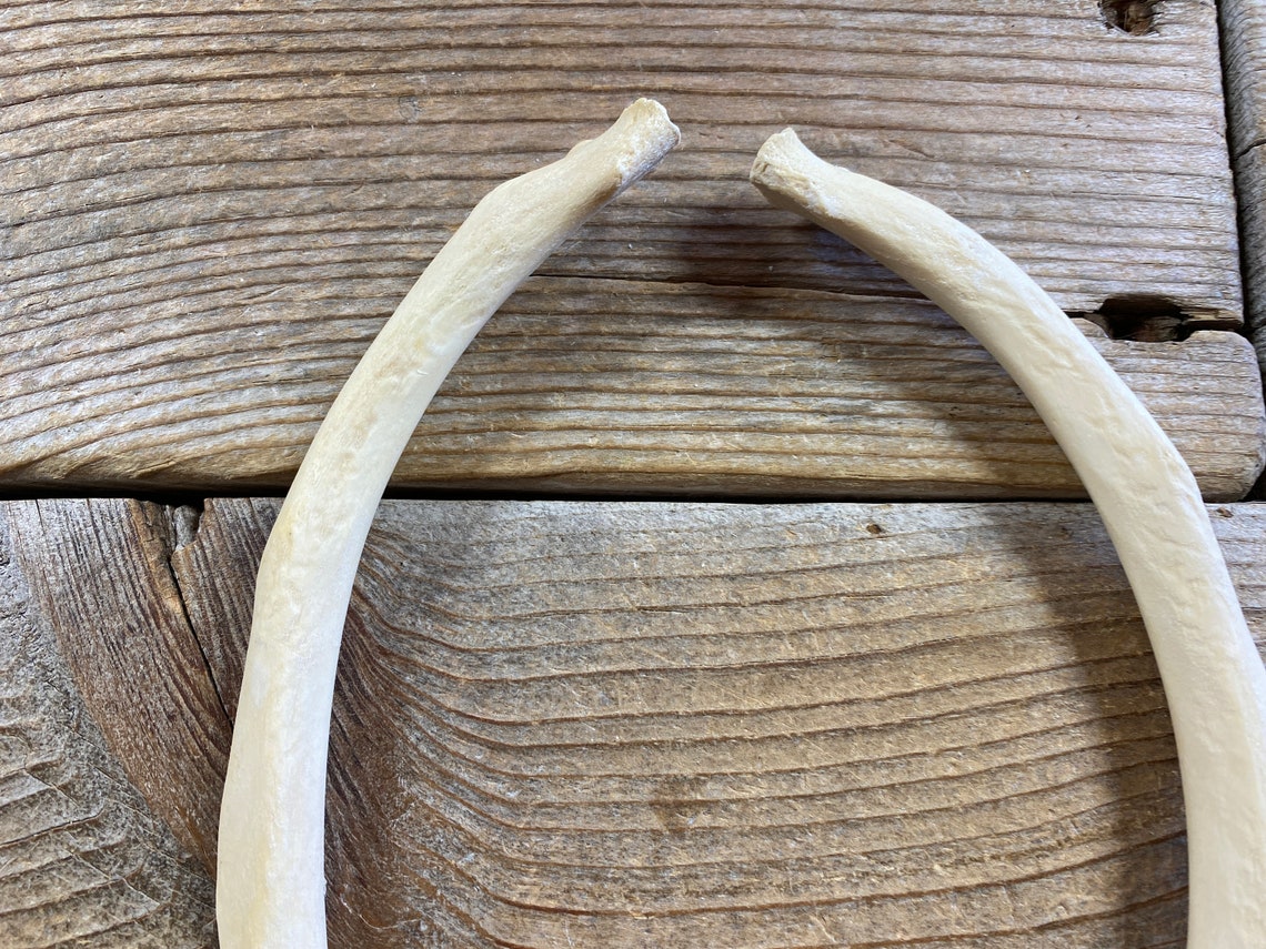 Pig Rib Bones Pair of Bones Real Bone Lot No. 210619-L - Etsy