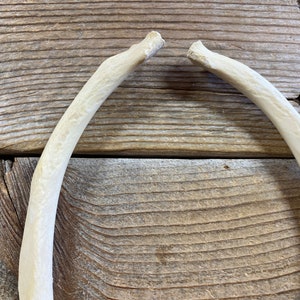 Pig Rib Bones - Pair of Bones - Real Bone - Lot No. 210619-L - Etsy
