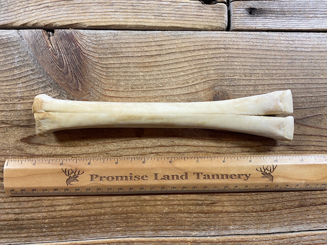 Llama Leg Bone - Cannon Bone - Real Bone - Lot No. 230628-O - Etsy