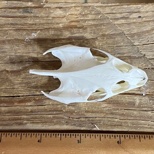 Spiny Soft Shell Turtle Skull Craft Quality Lot No. 220804-UU - Etsy
