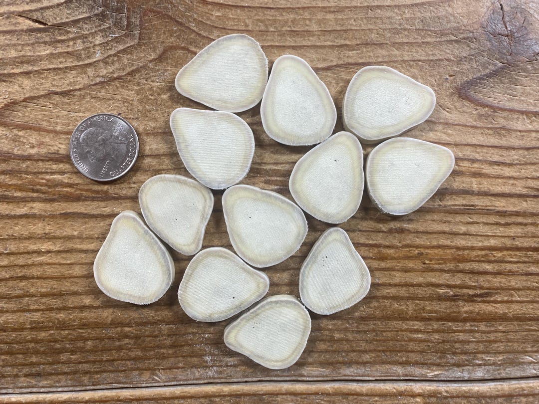 Lot of Deer Antler Slices - 12 Pieces - Extra Large - Lot No. 240901-B ...