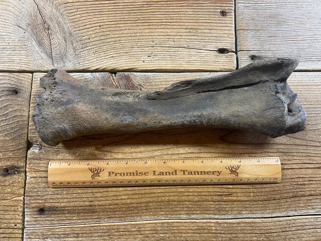 Fossil Bison Radius Bone - Nebraska - Lot No. 240609-AAA - Etsy