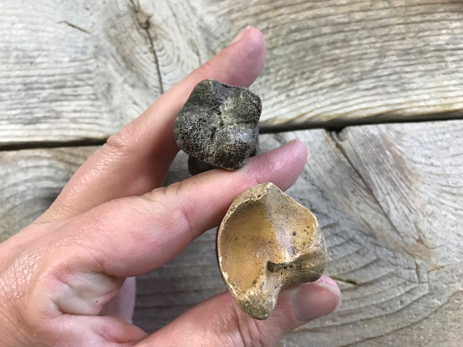 Lot of 4 Fossil Bison Toe Bones Nebraska Lot No. 190714-UU - Etsy