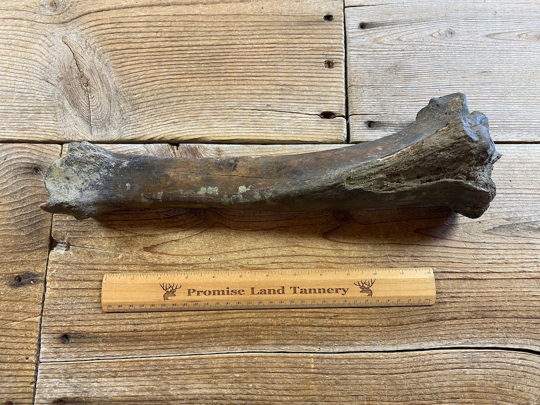 Fossil Bison Tibia Bone - Nebraska - Lot No. 221203-Q - Etsy