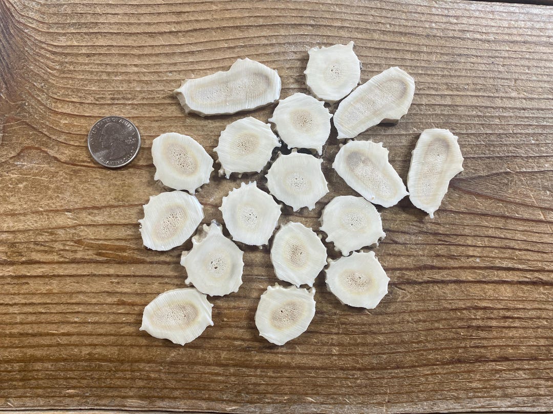 Lot of Deer Antler Slices - 17 Pieces - Extra Large - Lot No. 240901 ...