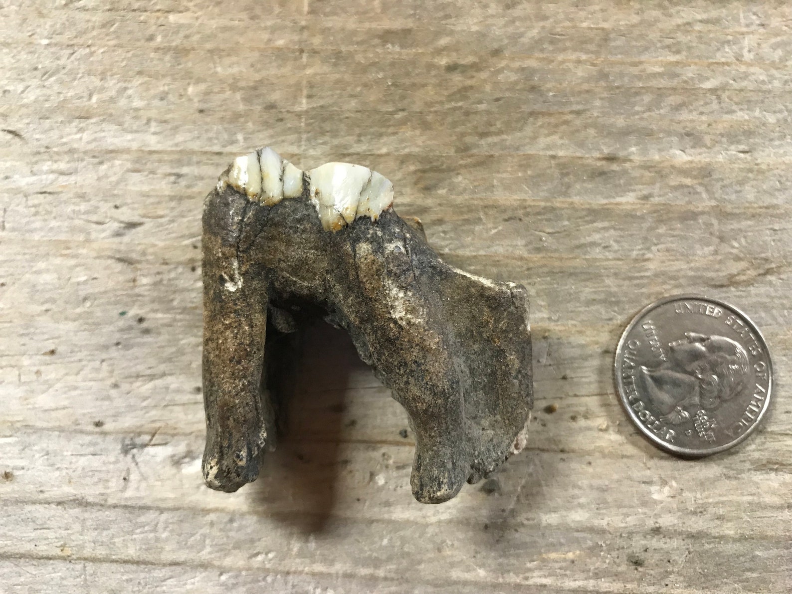 Fossil Bison Molar Tooth Nebraska Lot No. 13 - Etsy
