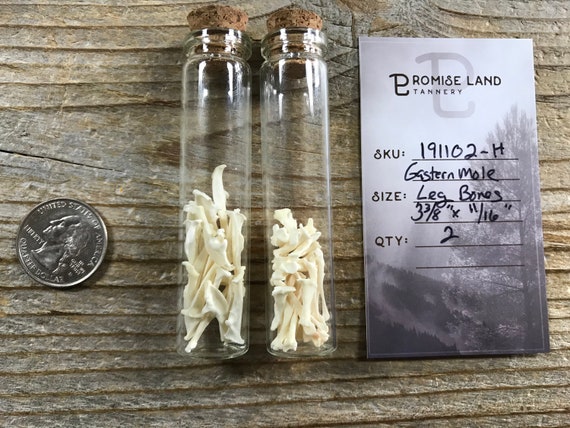 Home & Living Mole bones in a jar Taxidermy & Curiosities etna.com.pe